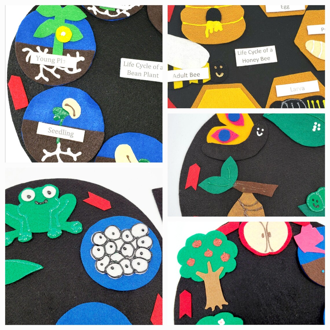 Life Cycle Felt Model Set: Science Homeschool Curriculum - Etsy