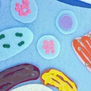Plant Cell Felt Model Set: Montessori Homeschool Science - Etsy