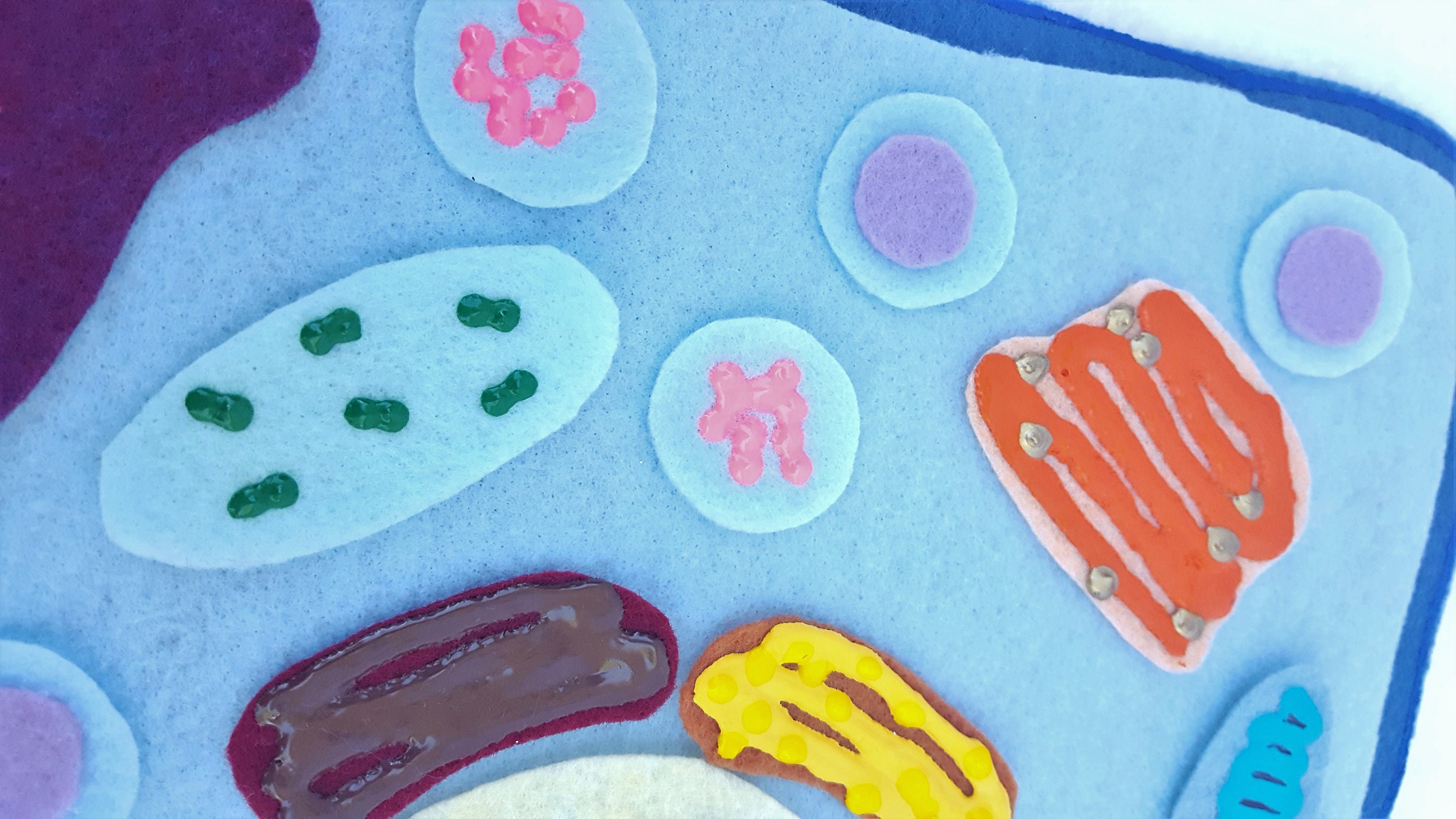 Plant Cell Felt Model Set: Montessori Homeschool Science - Etsy UK