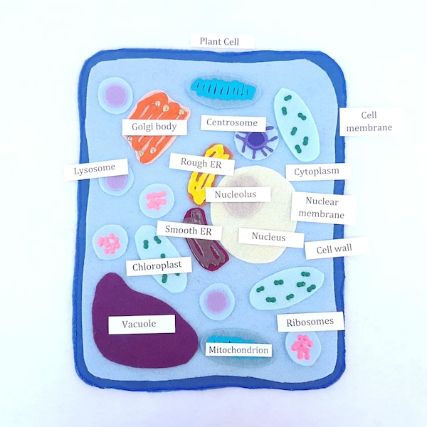 Plant Cell - Etsy