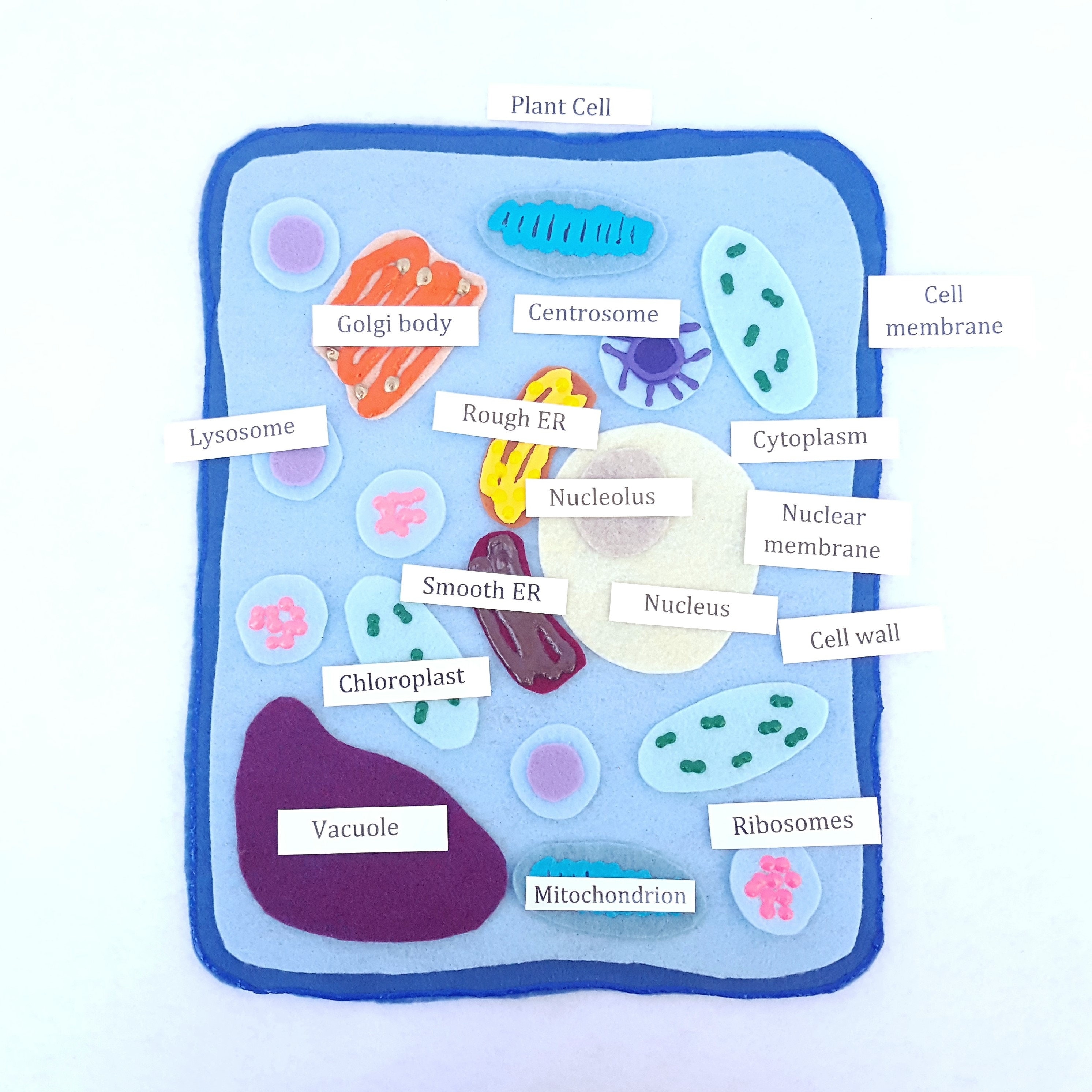 Plant Cell Model Project