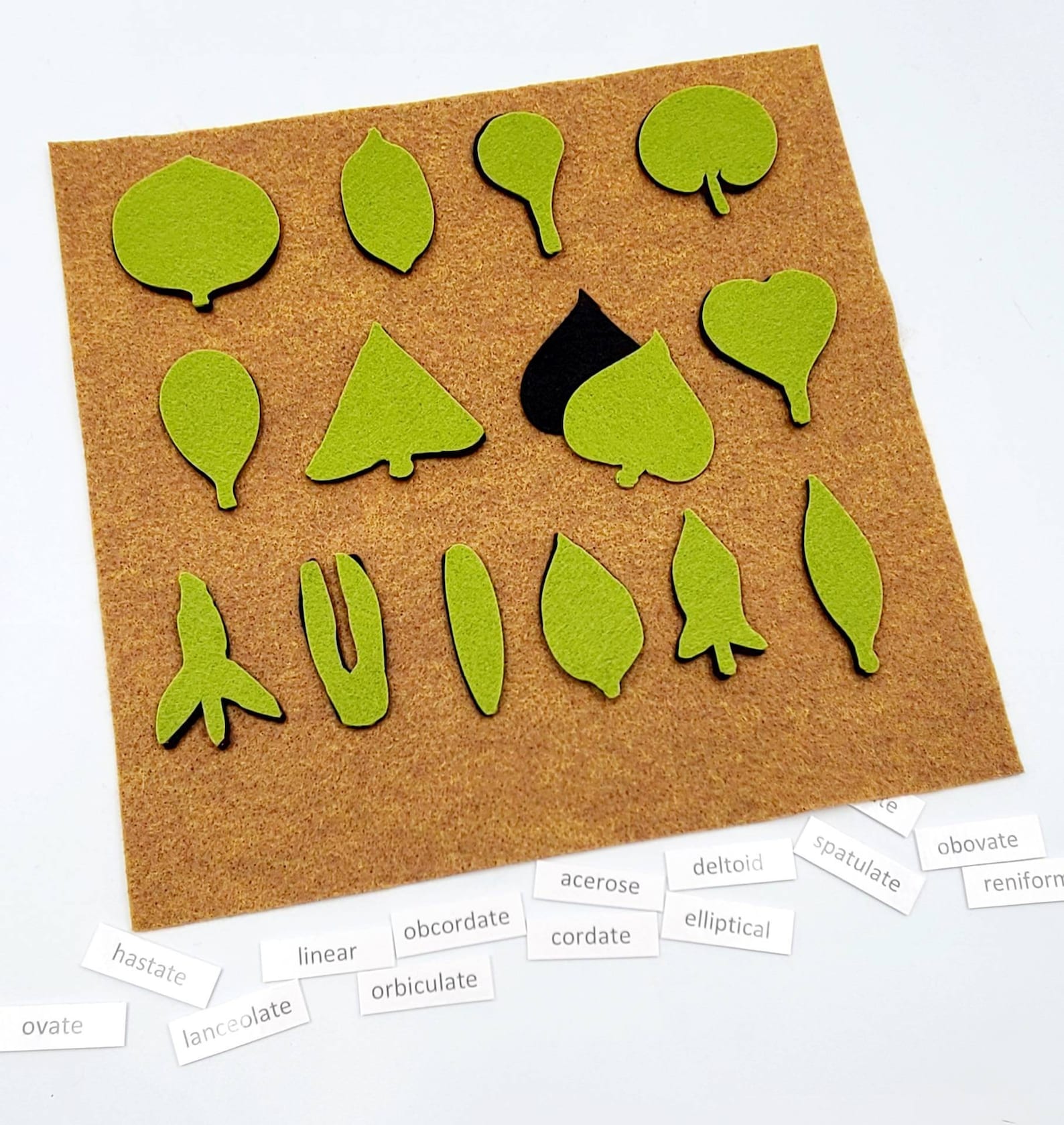 Botany Felt Set Montessori Leaf Shape Classification Etsy botany-felt-set-montessori-leaf-shape-classification-etsy