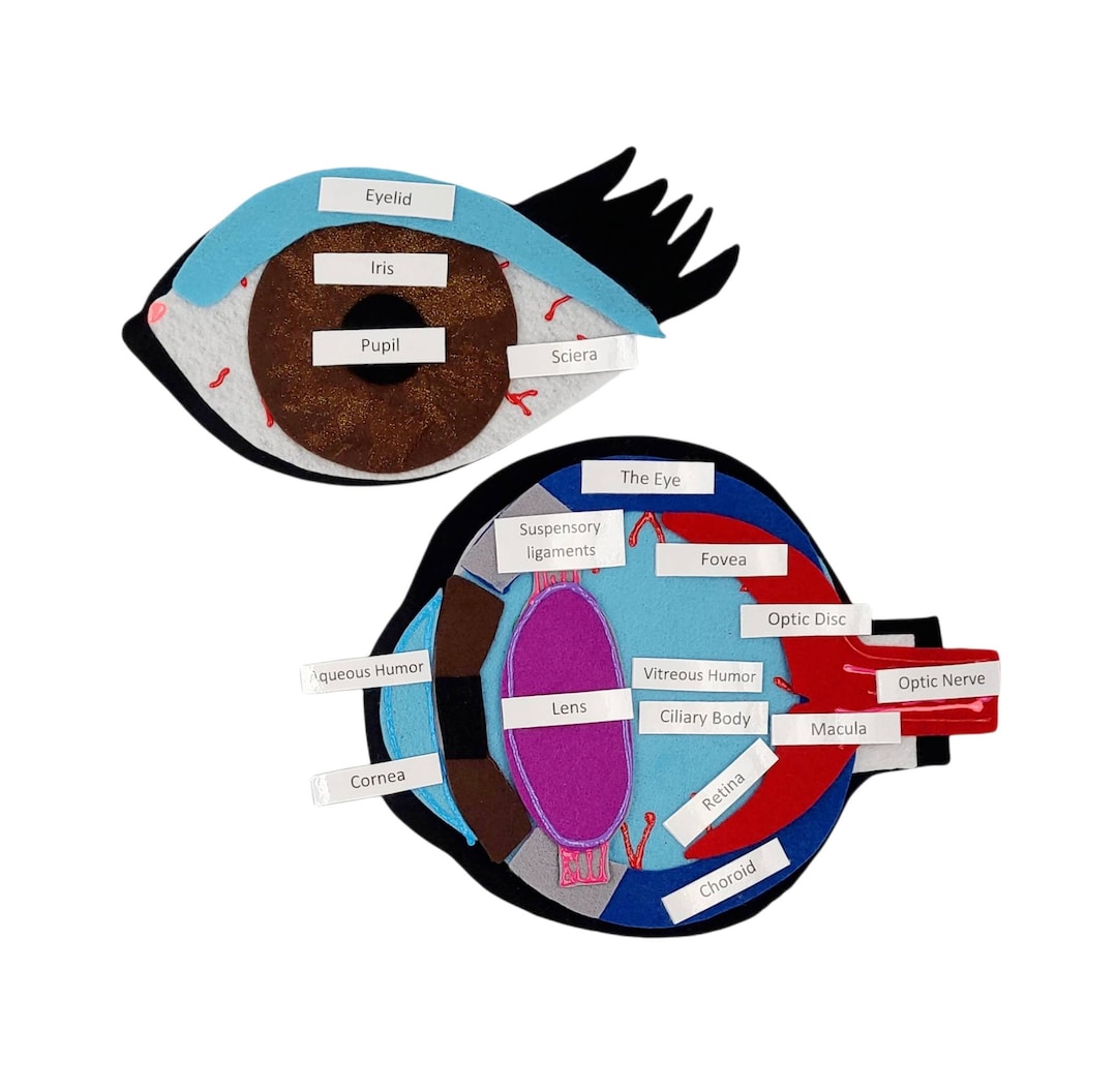 The Eye Felt Board, the Eye Felt Set, Felt Eye Model, Diagram of the ...