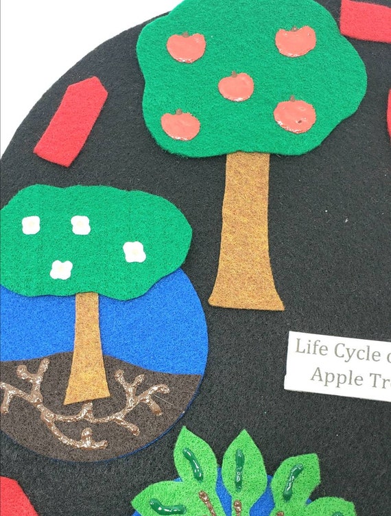 Ciclo De Vida De La Manzana