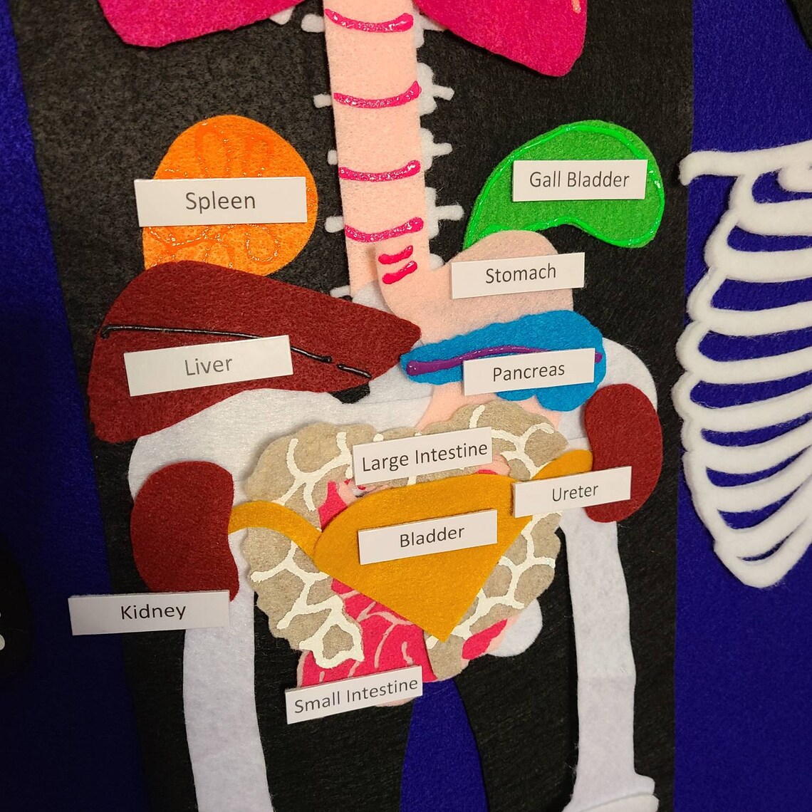 Felt Anatomy Set: Bones & Organs - Montessori Science - Etsy