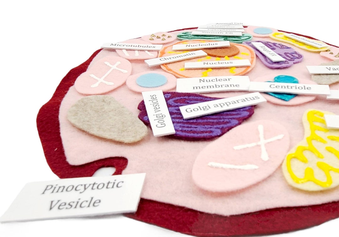 Animal Cell Felt Board: Montessori Homeschool Science Set - Etsy