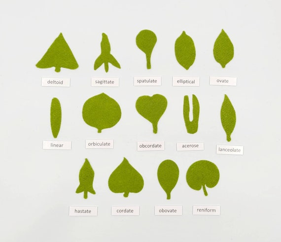 Botany Felt Set Montessori Leaf Shape Classification | Etsy