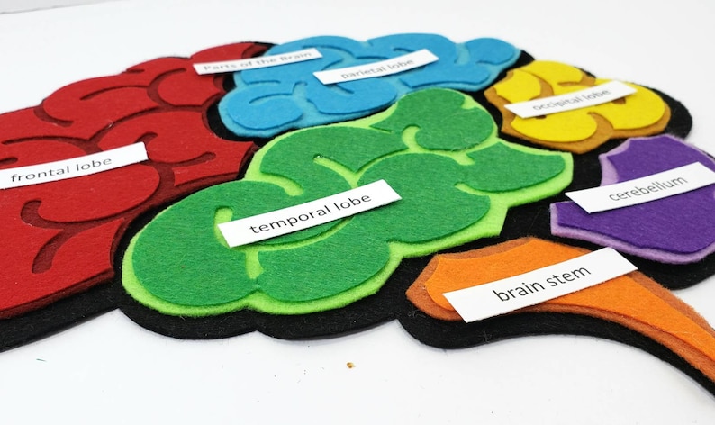 Brain complex The Brain Felt Set Felt Brain Model | Etsy