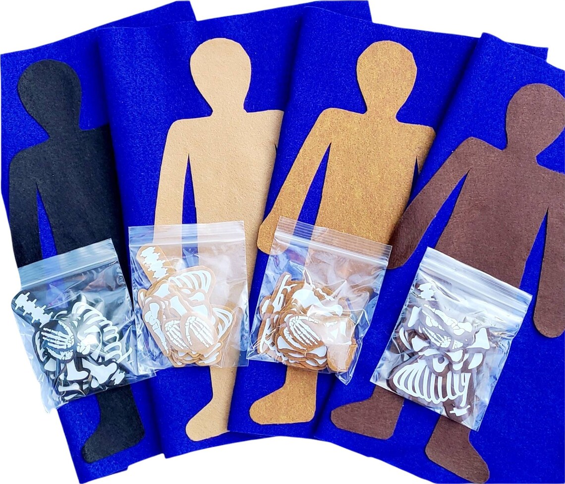 Skeleton Felt Set Bone Identification 45cm/18 - Etsy