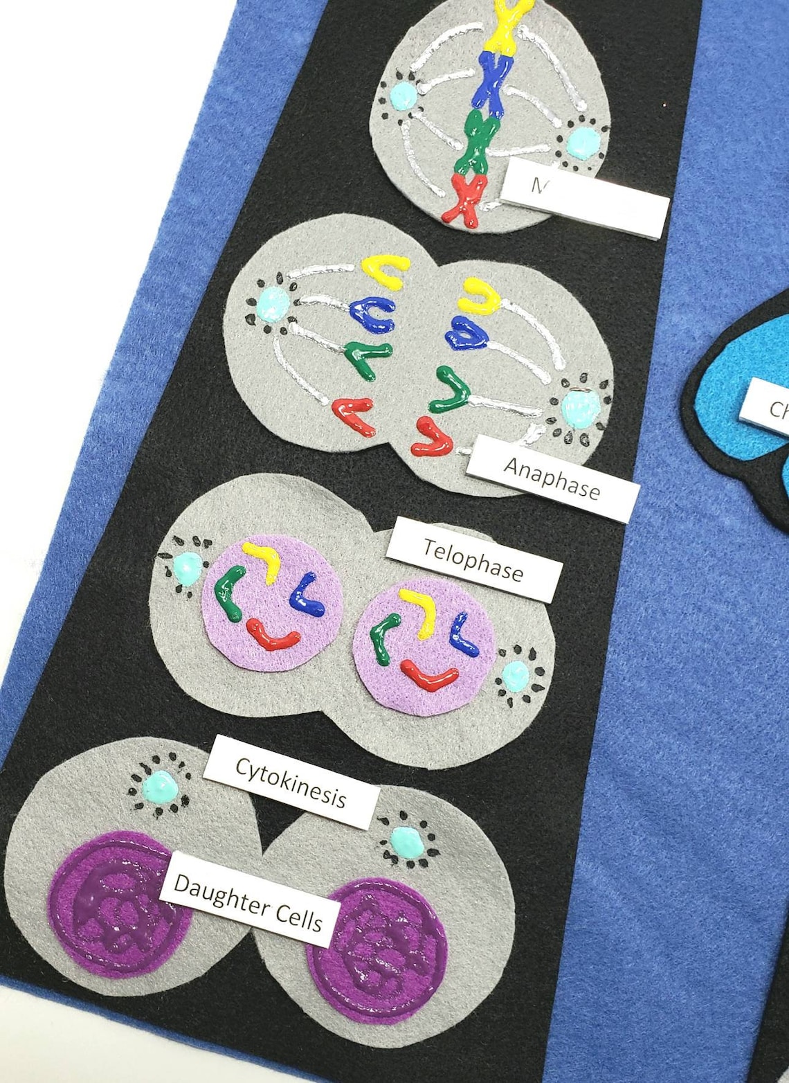 Mitosis Meiosis Felt Model : Cell Division Montessori Homeschool ...