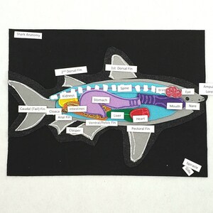 Shark Anatomy Felt Board Parts of a Shark Felt Set Montessori Biology ...