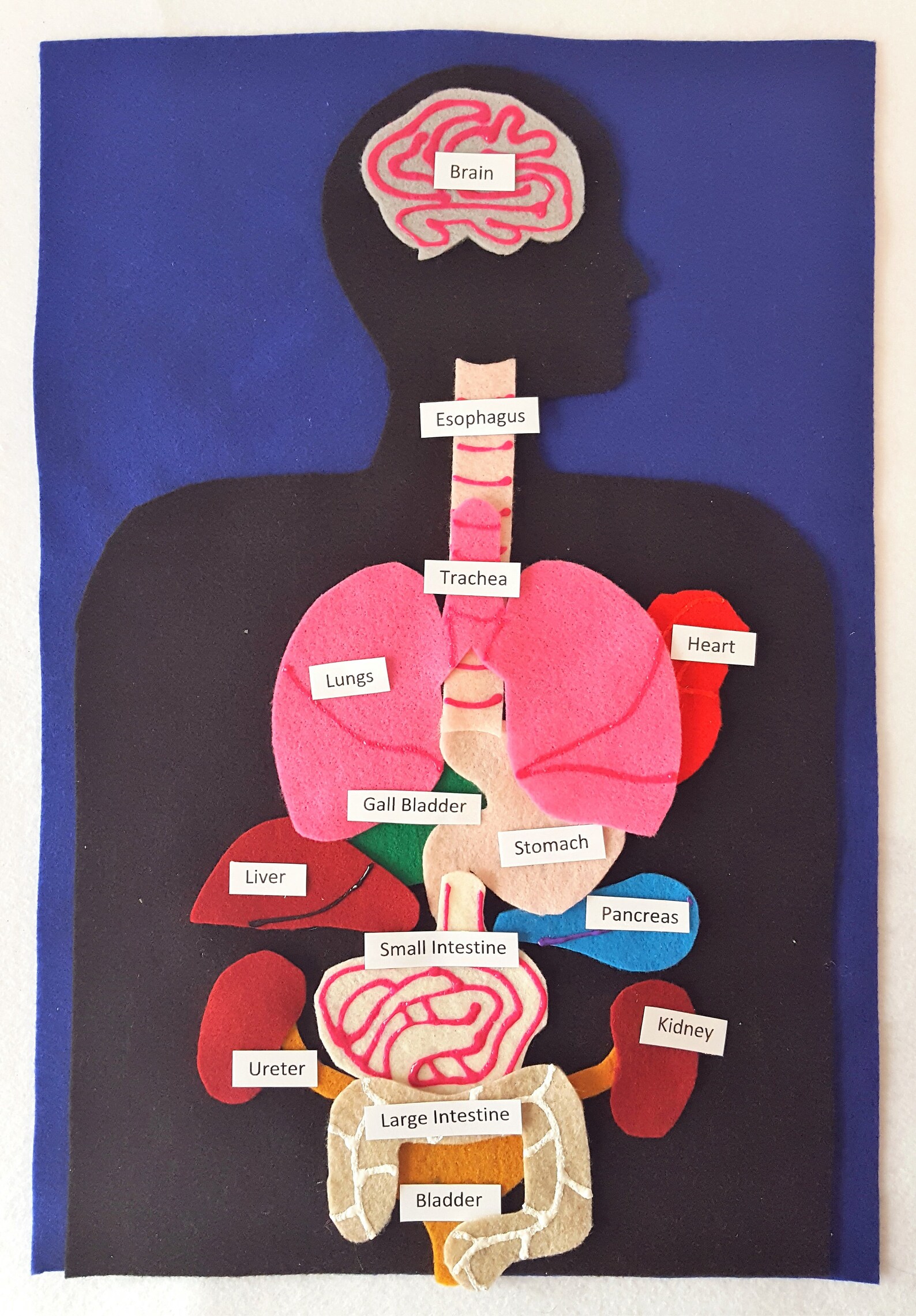 Felt Bones Organs Anatomy Set Felt Body Set Felt Organs - Etsy