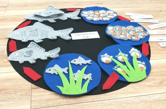 Fish Life Cycle Fish Felt Set Life Cycle Flannel Set | Etsy