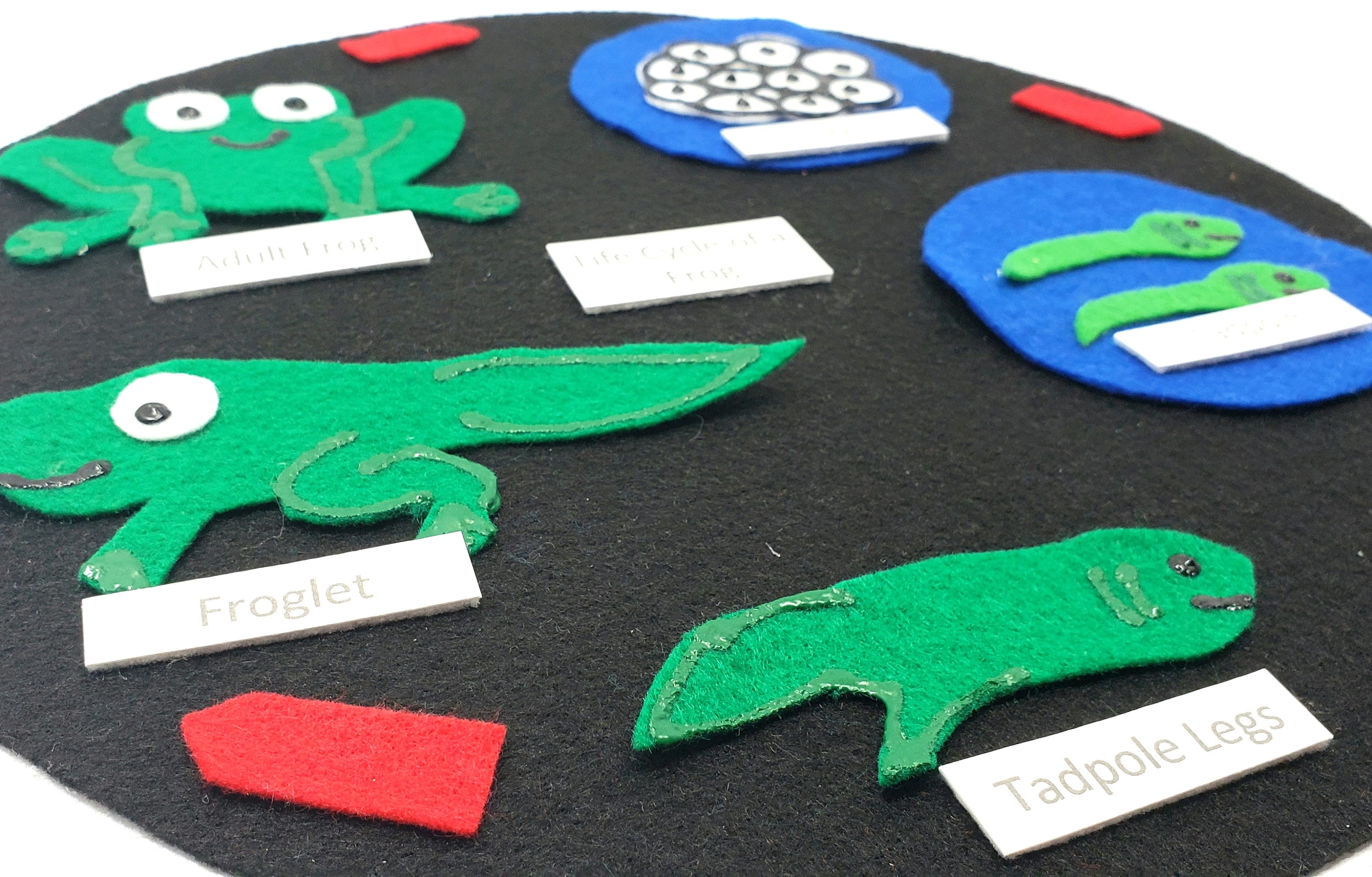 Frog Life Cycle Felt Board: Homeschool Science Set - Etsy