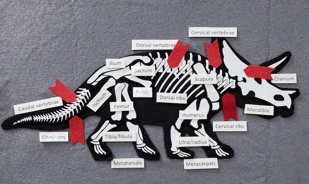Triceratops Skeleton Felt Board, Dinosaur Anatomy Montessori ...