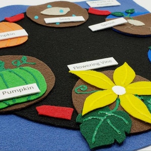 Pumpkin Life Cycle | Pumpkin Felt Set | Life Cycle Flannel Set ...