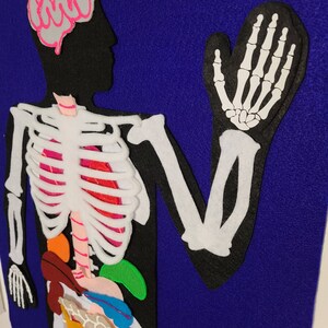 Felt Anatomy Set: Bones & Organs - Montessori Science - Etsy