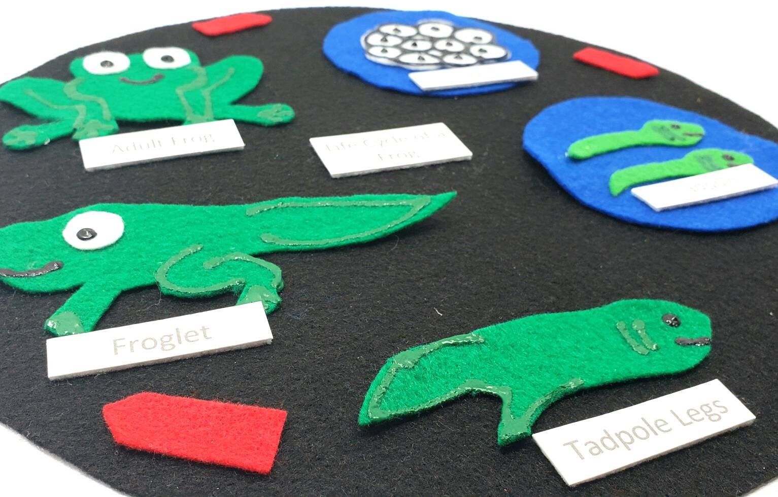 Frog Life Cycle Felt Board Life Cycle Felt Board Frog Life | Etsy Canada