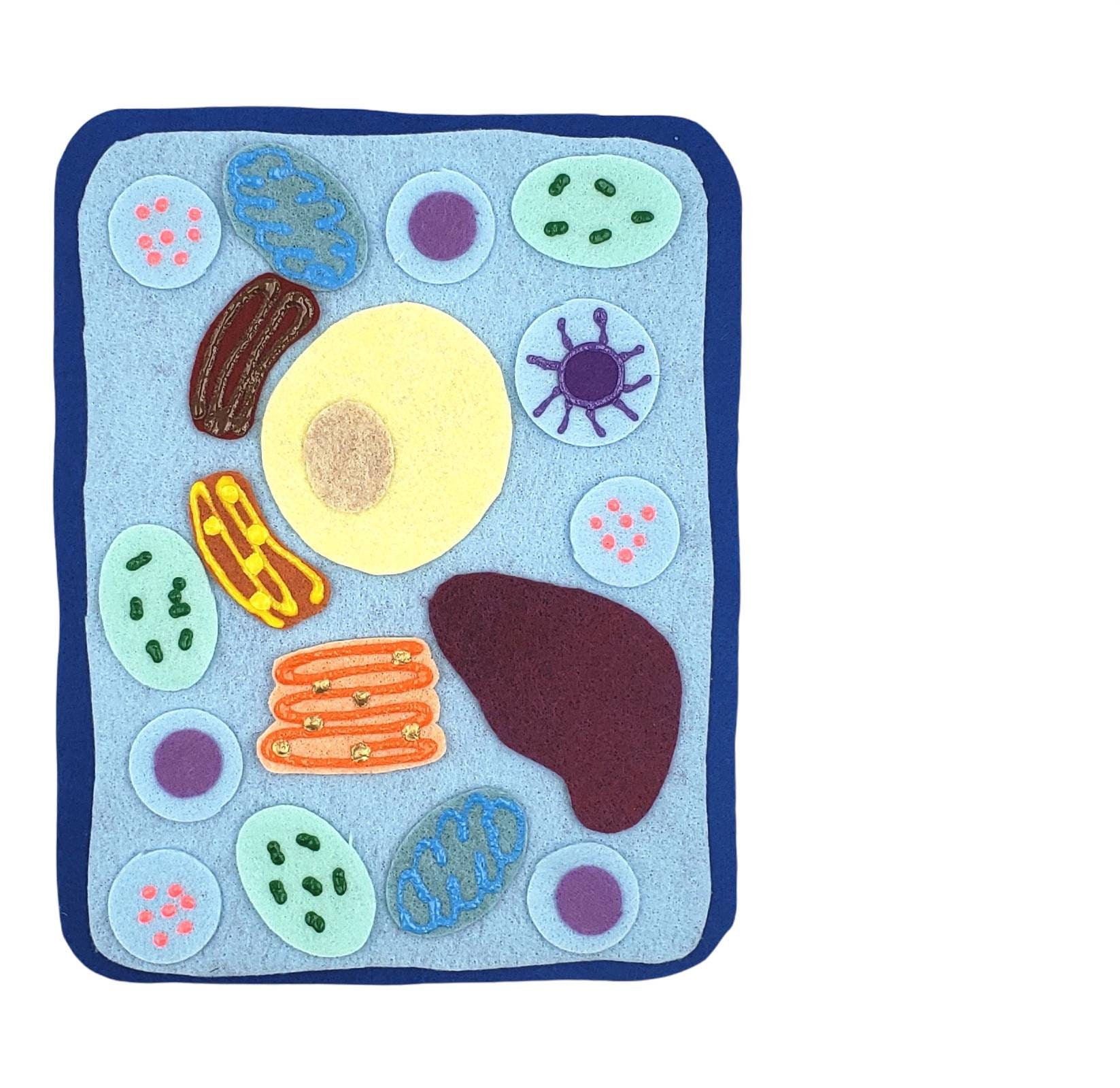 Plant Cell Felt Model Set: Homeschool Science Montessori Toy - Etsy