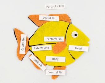 Fish Anatomy Puzzle - Etsy