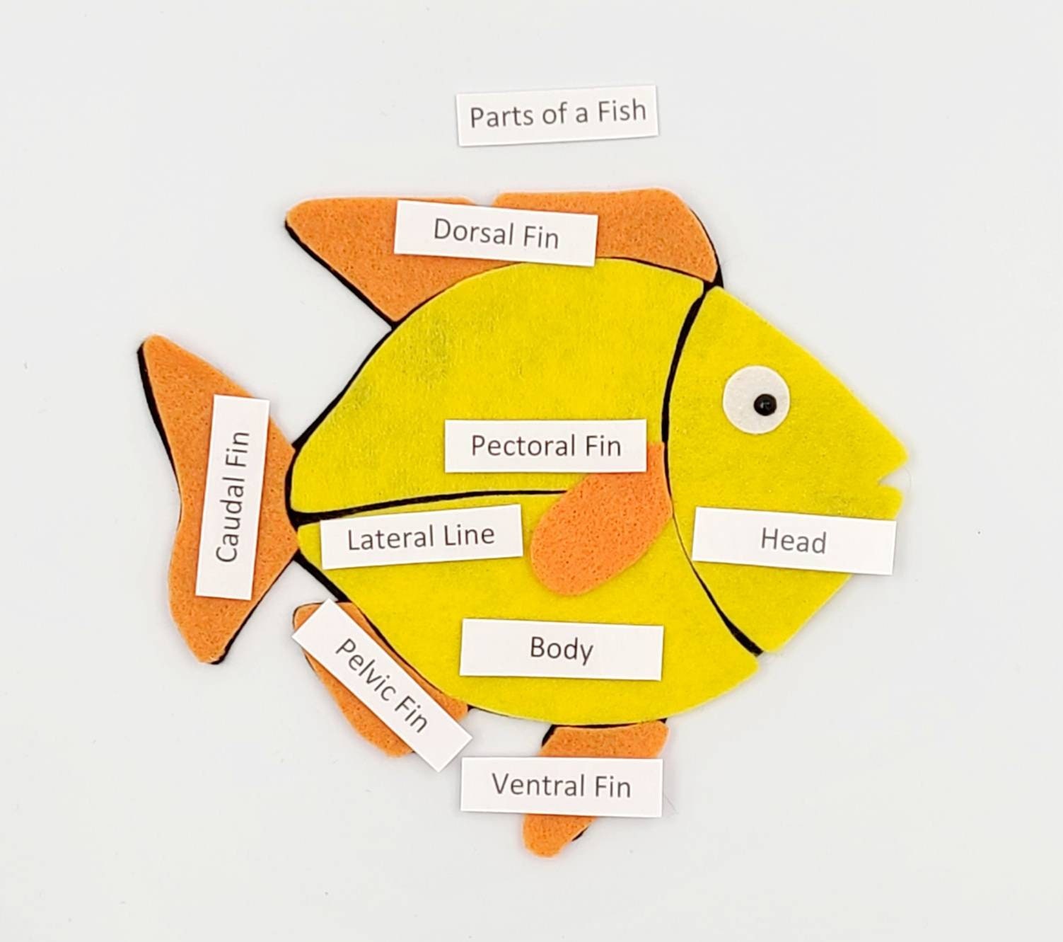 Felt fish puzzle Montessori fish anatomy felt set | Etsy