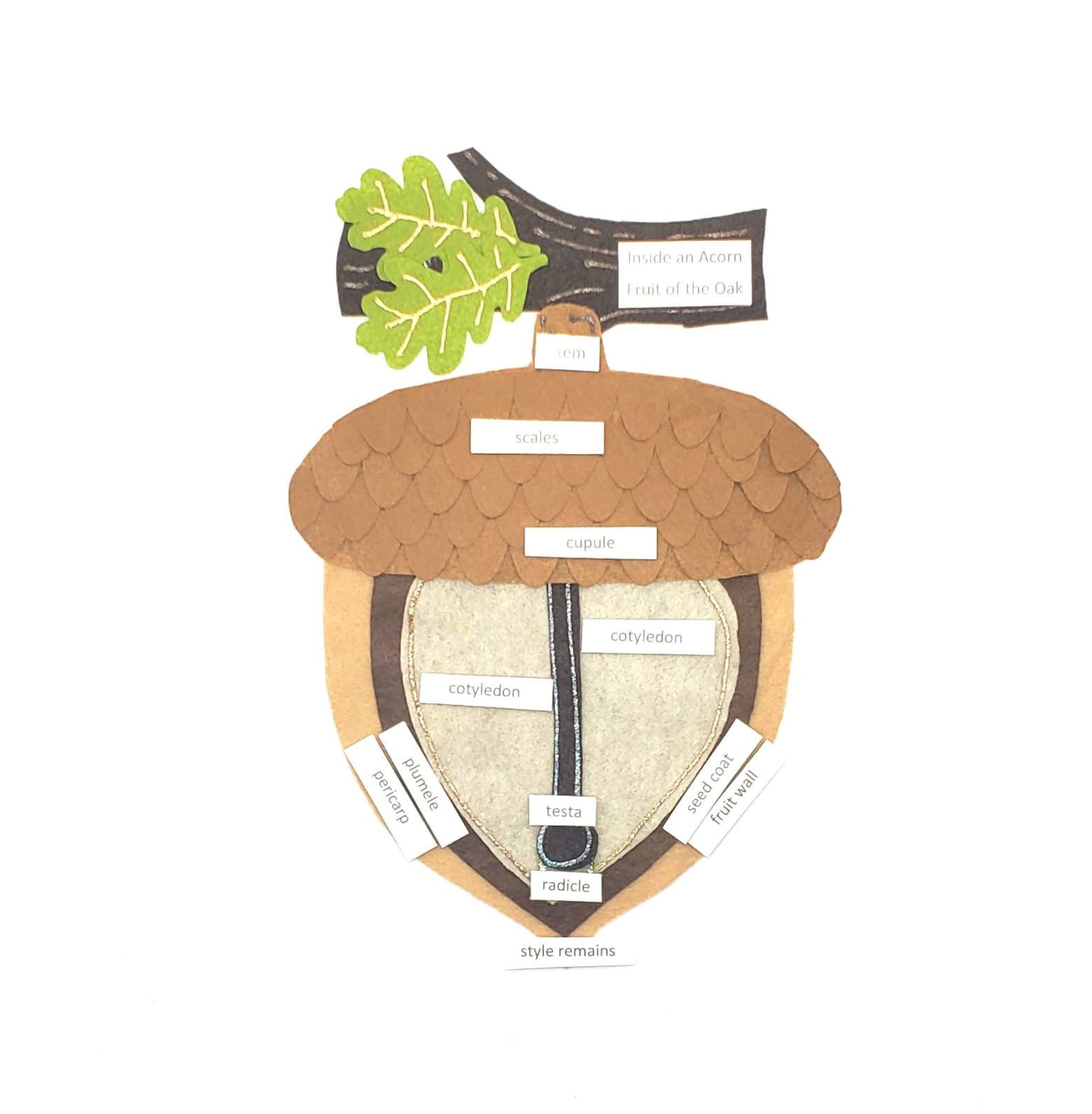 Acorn Anatomy Felt Board Acorn Parts Felt Set Acorn - Etsy