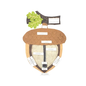 Acorn Anatomy Felt Board | Acorn Parts Felt Set | Acorn Montessori ...