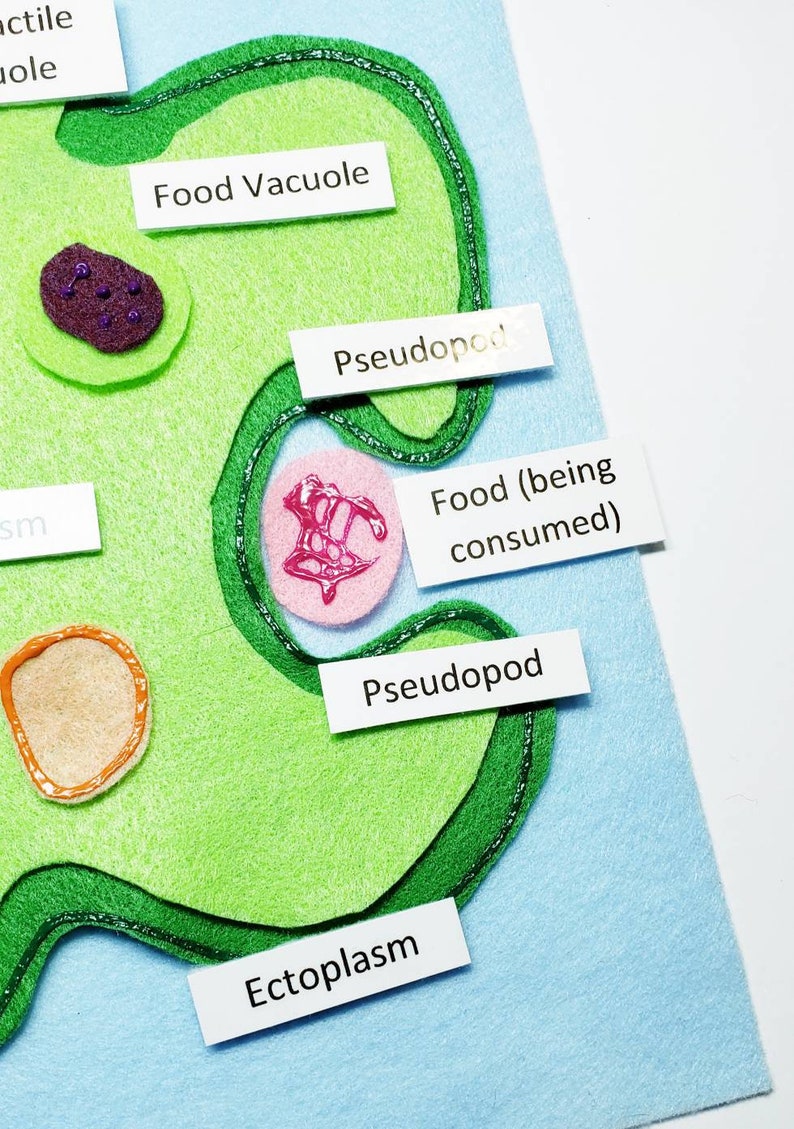 Amoeba Felt Model Set: Homeschool Biology Montessori Flannel - Etsy