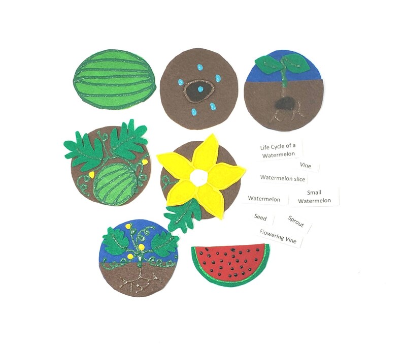 Watermelon Life Cycle Watermelon Felt Set Life Cycle - Etsy