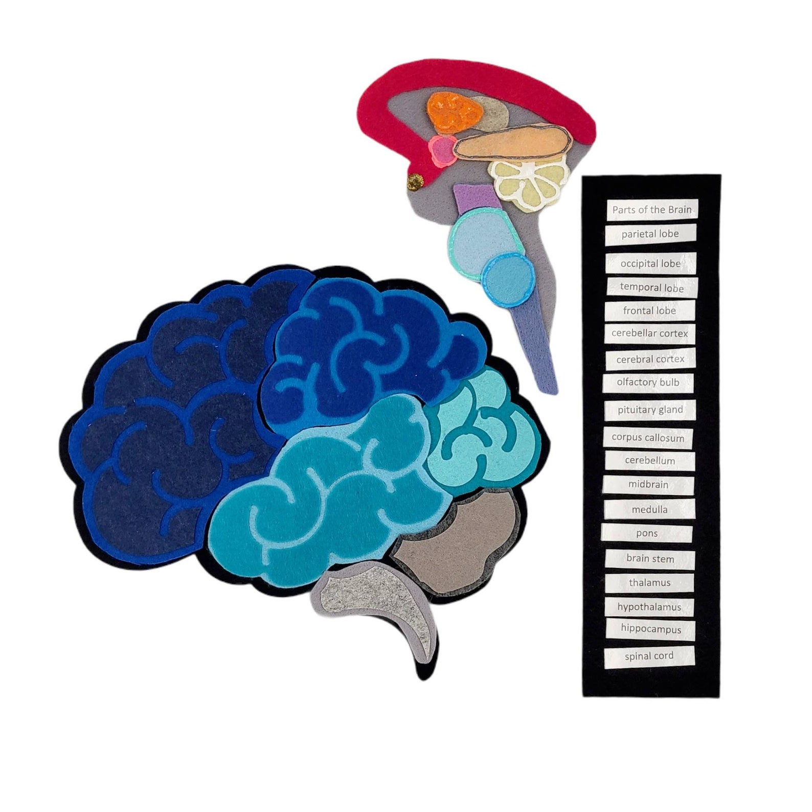 Brain Complex the Brain Felt Set Felt Brain Model - Etsy