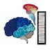 Brain Complex | the Brain Felt Set | Felt Brain Model | Diagram of the ...