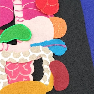 Felt Anatomy Set | Human Organs Felt Set | Body Parts Felt | Inside the ...