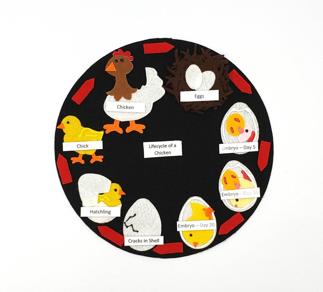 Chicken Life Cycle Felt Board Set: Homeschool Science - Etsy