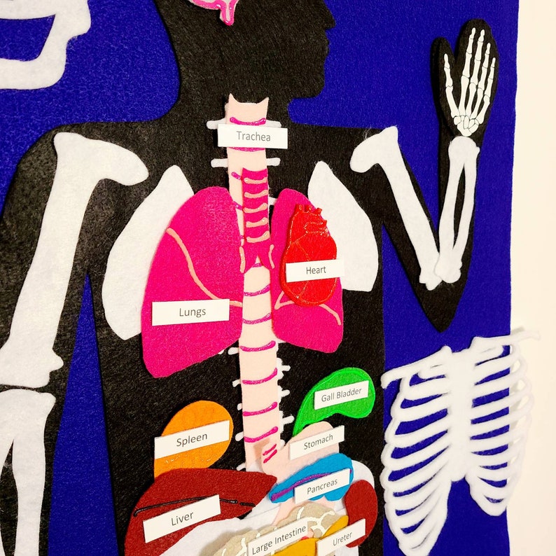 Felt Anatomy Model: Montessori Organs & Bones Learning Set - Etsy