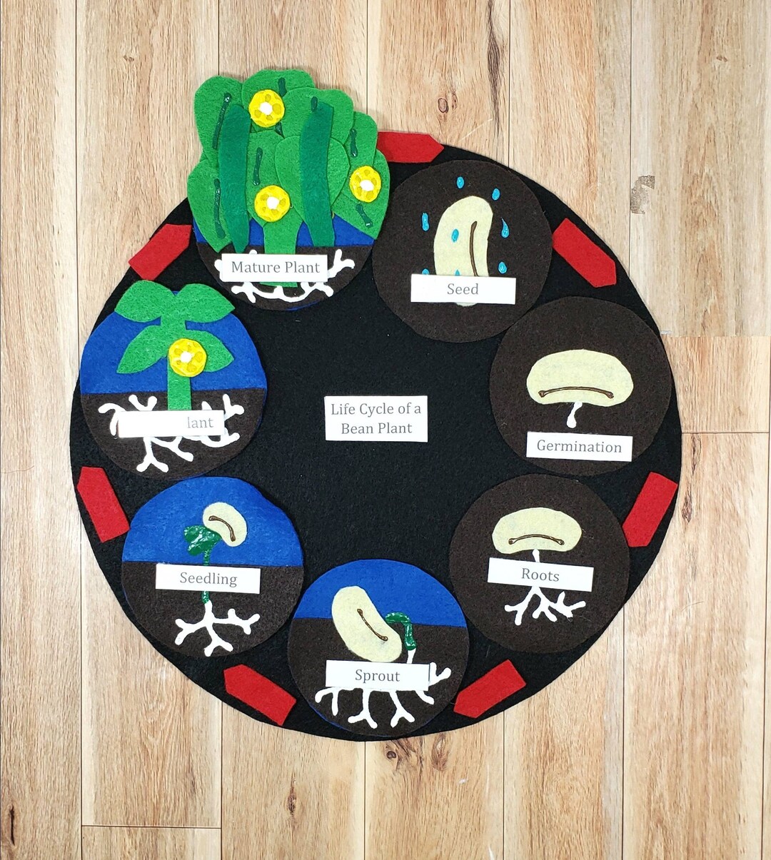 Bush Bean Life Cycle Series Felt Board Set With Laminated Labels ...