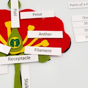 Montessori Felt Flower Anatomy Puzzle: Homeschool Learning - Etsy