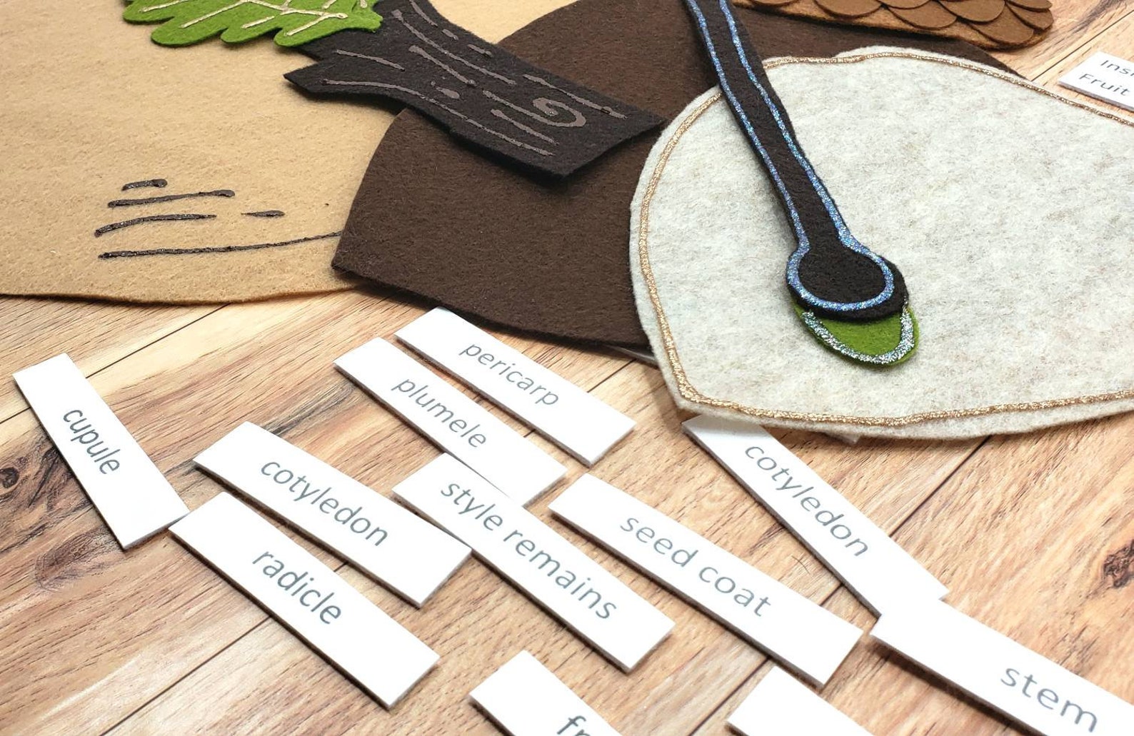 Acorn Anatomy Felt Board Acorn Parts Felt Set Acorn | Etsy