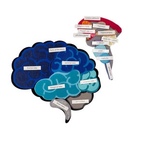 Brain Complex | the Brain Felt Set | Felt Brain Model | Diagram of the ...