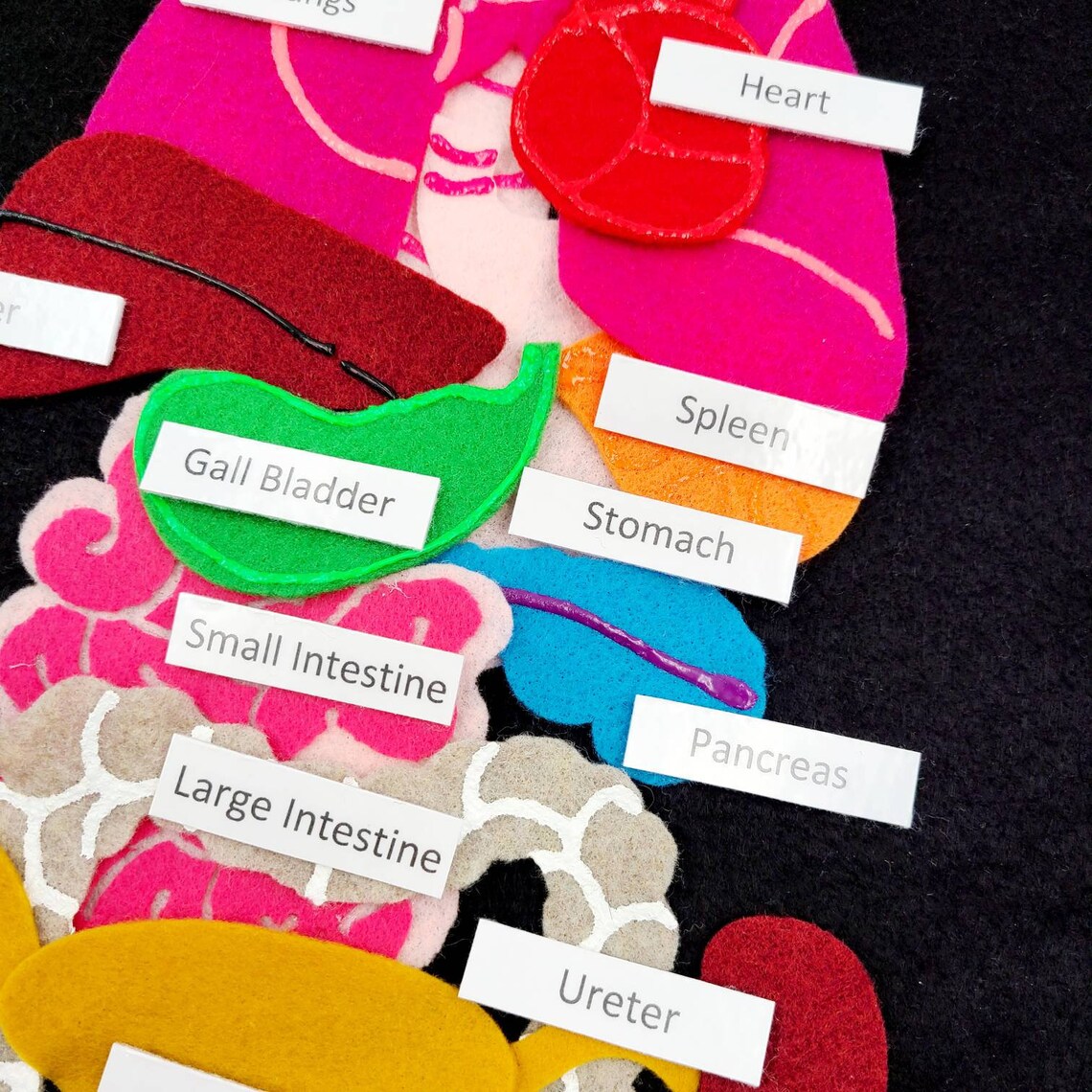 Felt Anatomy Set With 13 Organs and 15 Labels. Daycare ECE - Etsy Canada