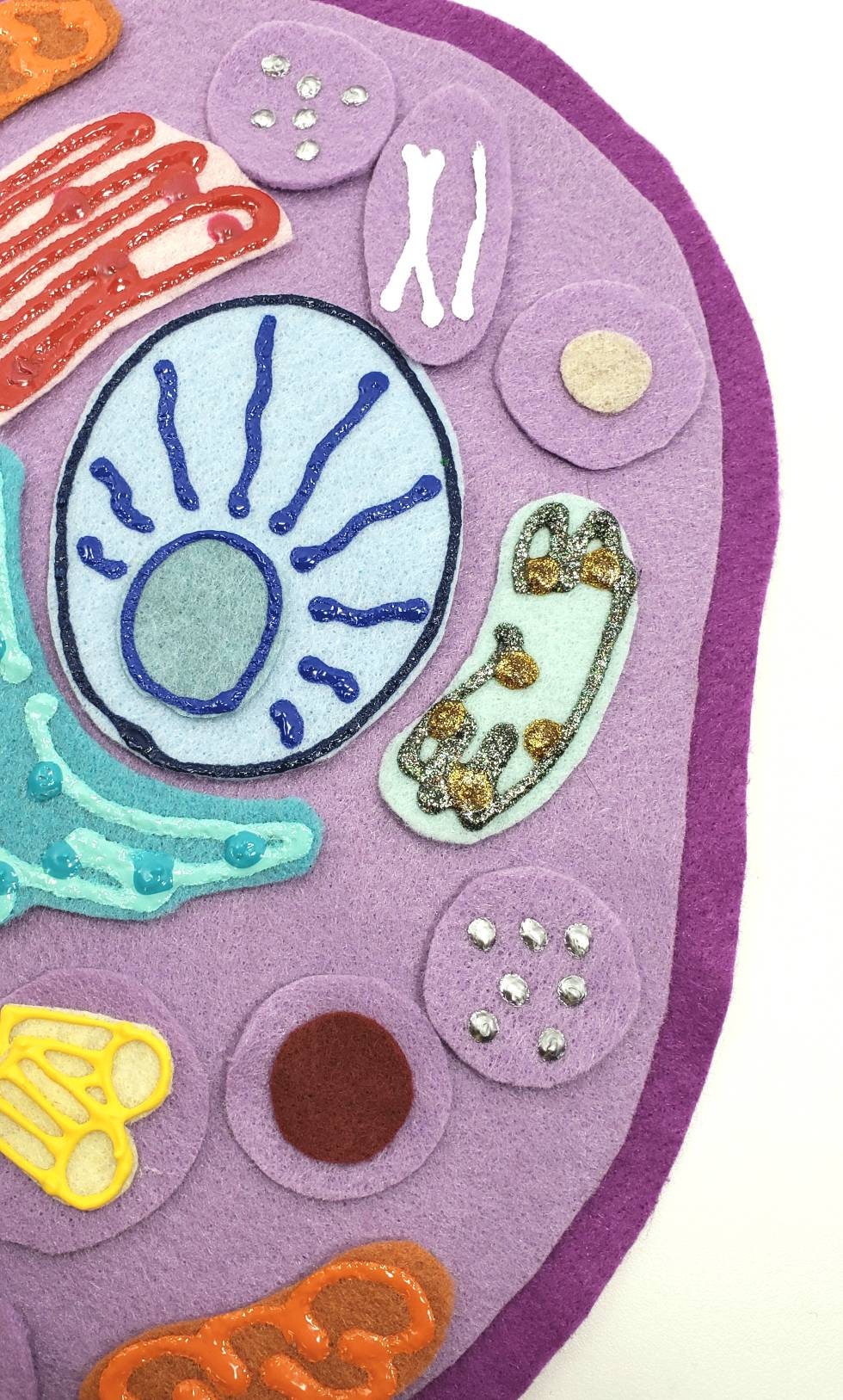 Human Cell Model For Kids