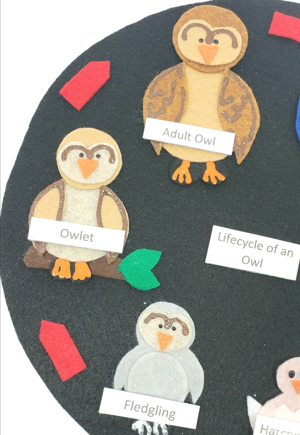 Owl Life Cycle Felt Model Set: Homeschool Science - Etsy