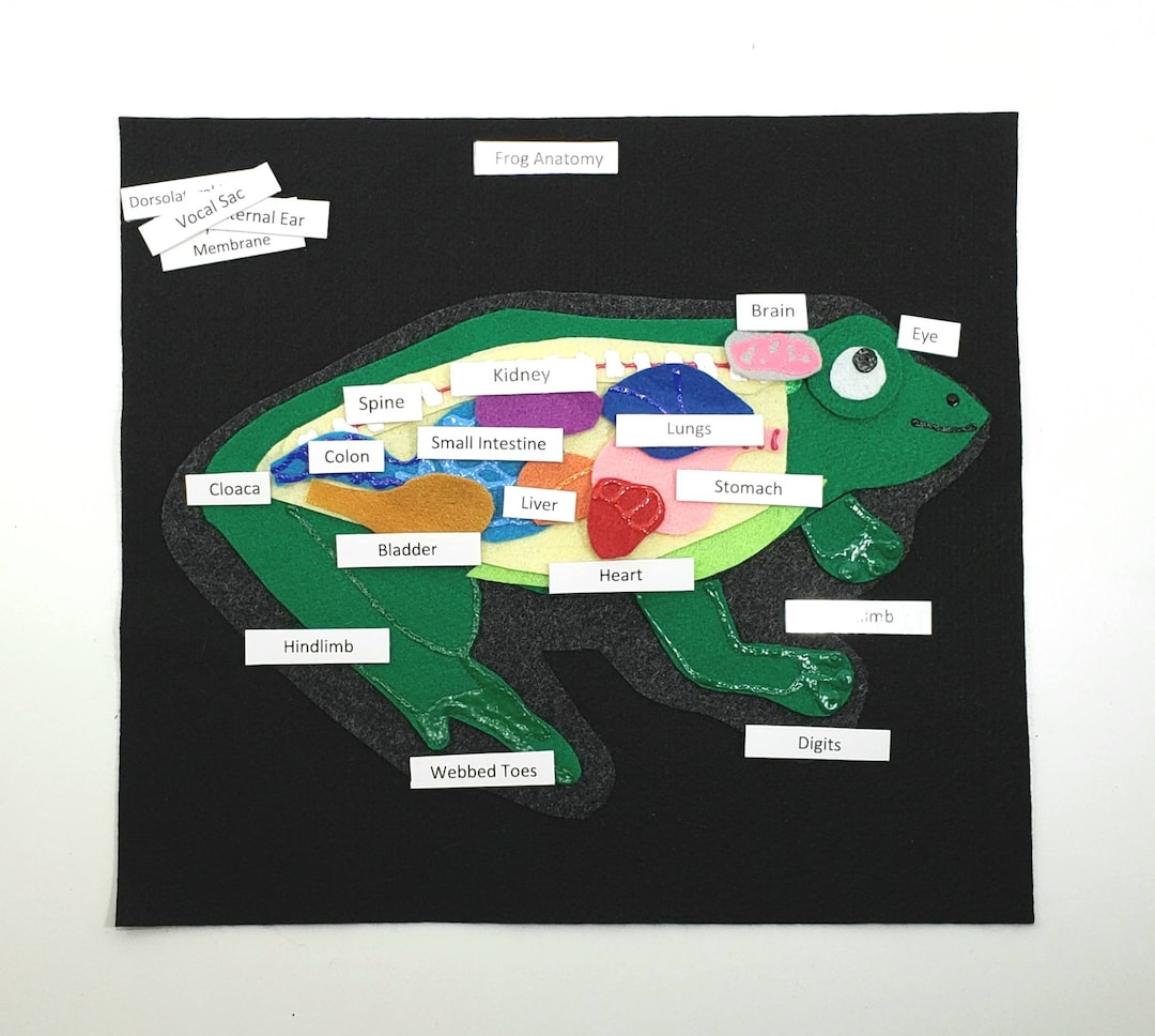 Buy Frog Anatomy Felt Board Set: Montessori Homeschool Science Online ...