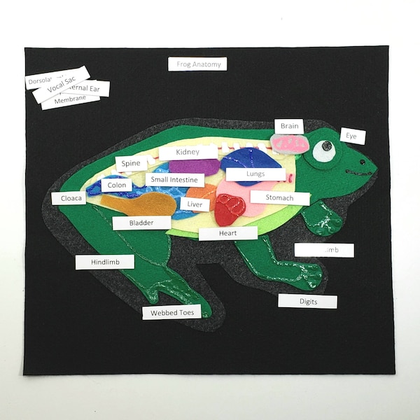 Frog Anatomy - Etsy