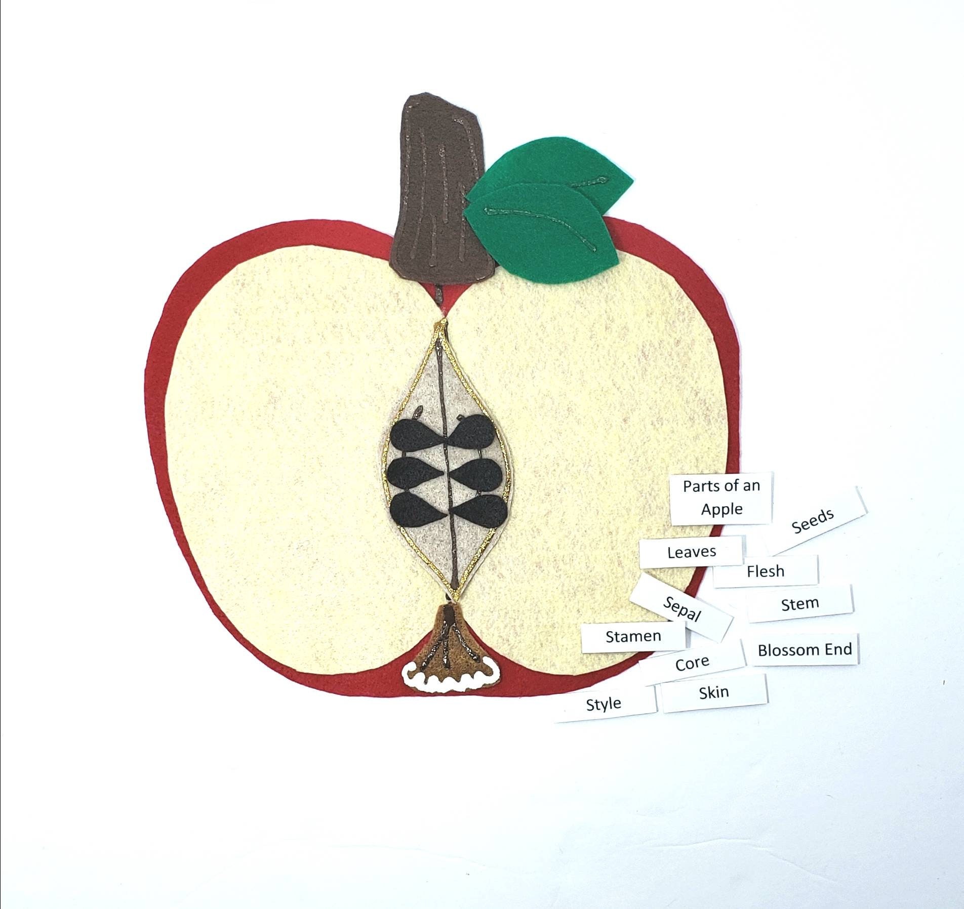 Apple Anatomy Felt Board Apple Parts Felt Set Apple - Etsy Canada