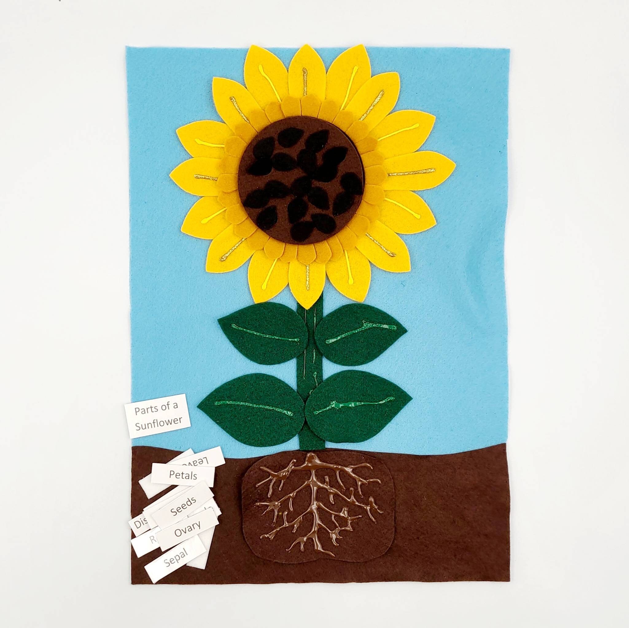 Classification Of Sunflower