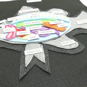 Fish Anatomy Felt Board Parts of a Fish Felt Set Montessori Biology ...