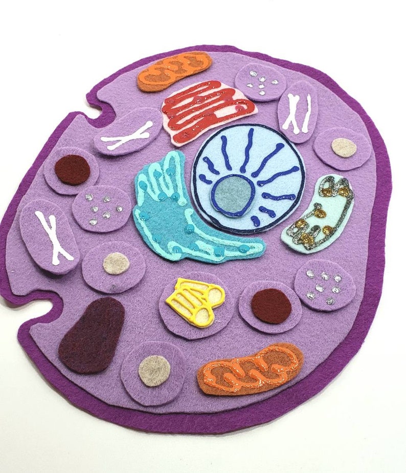 Human Cell Felt Model Set: Montessori Homeschool Anatomy - Etsy