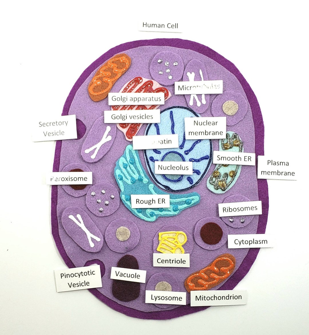 Human Cell Felt Board Human Cell Felt Set Human Cell Montessori Science ...