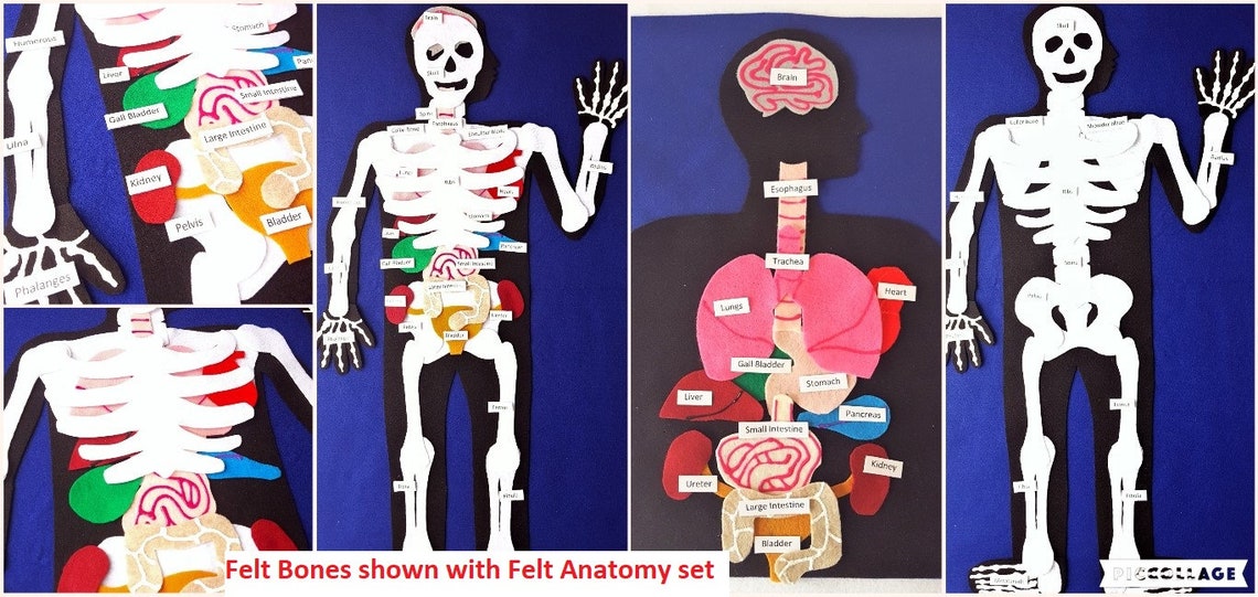 2 in 1 Felt Anatomy Set With Organs Body Emotions and - Etsy