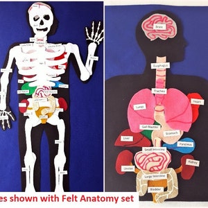 2 in 1 Felt Anatomy Set With Organs, Body Emotions and Sensations ...